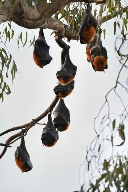 Melbourne Tour: Walk the Yarra & Heritage Convent Experience - Who Will Love This Tour?