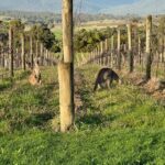 Melbourne: Yarra Valley Wineries Private Day Tour - The Itinerary Breakdown