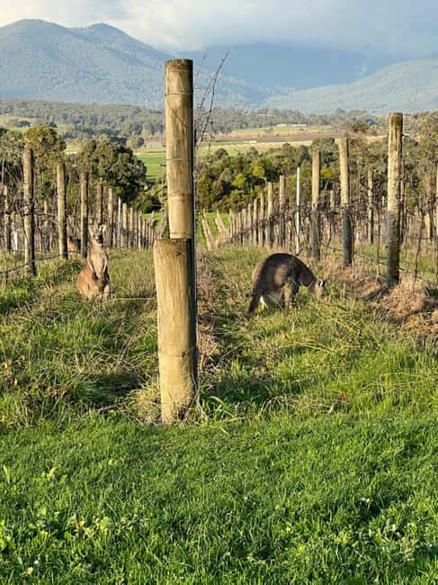 Melbourne: Yarra Valley Wineries Private Day Tour - The Itinerary Breakdown