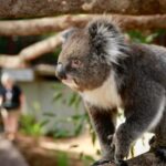 Melbourne Zoo: Australian Wildlife Experience Ticket - Final Thoughts: Is This Tour Worth It?