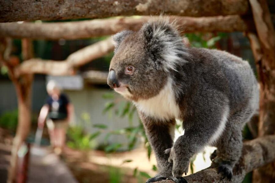 Melbourne Zoo: Australian Wildlife Experience Ticket - Final Thoughts: Is This Tour Worth It?