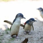 Melbourne Zoo General Entry Ticket - The Marine Life at Wild Sea