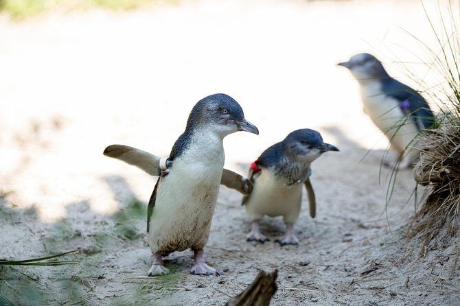 Melbourne Zoo General Entry Ticket - The Marine Life at Wild Sea