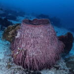 Menjangan Island: Fun Diving Experience - The Sum Up