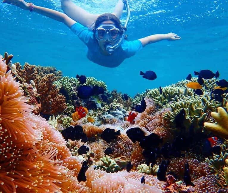 Menjangan Island: Snorkeling Tour with Lunch - Value and Practical Considerations