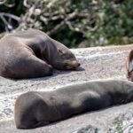 Milford Sound Coach & Cruise from Queenstown: Panoramic Views - FAQ