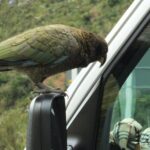 Milford Sound Discovery Tour - Transportation, Timing, and Group Size
