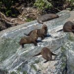 Milford Sound Heli-Cruise-Heli + Earnslaw Burn Landing | 5hr - The Details That Make or Break the Experience