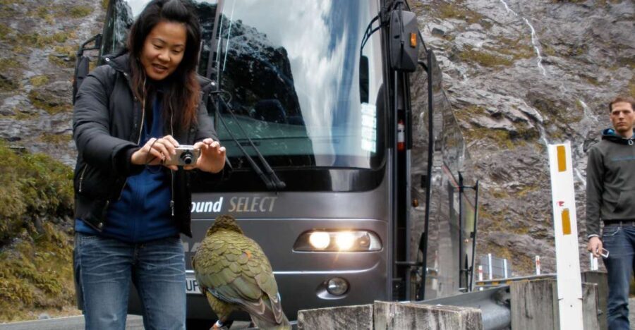 Milford Sound Premium Day Tour and Cruise from Te Anau - The Milford Sound Experience: From Bus to Boat