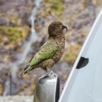 Milford Sound: Small-Group Tour from Te Anau - Authentic Experiences and Real Opinions