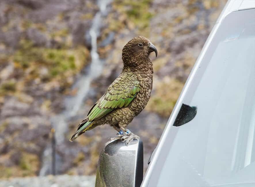 Milford Sound: Small-Group Tour from Te Anau - Authentic Experiences and Real Opinions