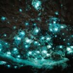 Milky Way Glowworm Cave Tour - Who Is This Tour Best For?