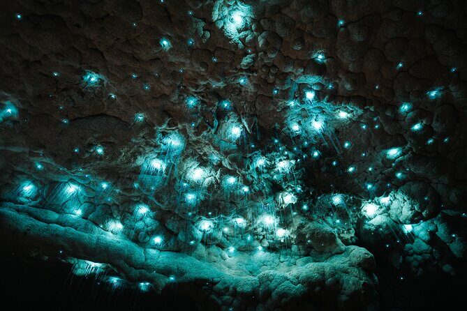 Milky Way Glowworm Cave Tour - Who Is This Tour Best For?