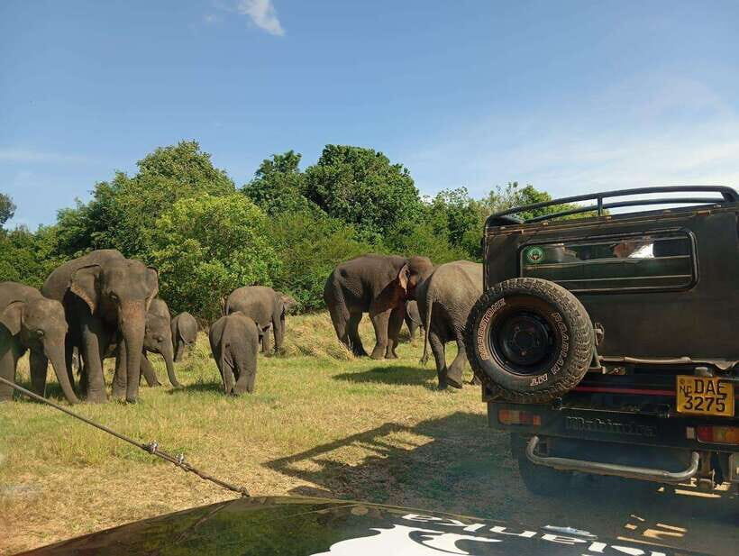 Minneriya: Elephant Safari at Minneriya Park - Hotel Pickup - In-Depth Review of the Minneriya Elephant Safari Experience