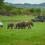 Minneriya: Minneriya National Park Half Day Private Safari - Introduction to the Experience