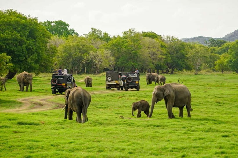 Minneriya: Minneriya National Park Private Elephant Safari - Why Authenticity and Expert Guides Matter