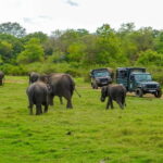 Minneriya: Minneriya National Park Private Evening Safari - The Sum Up: Is This Safari Worth It?