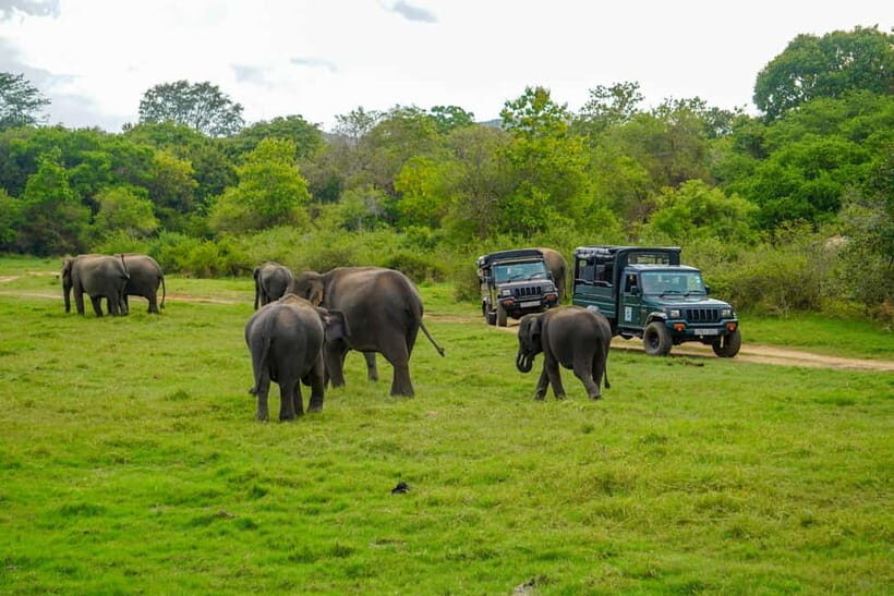 Minneriya: Minneriya National Park Private Evening Safari - The Sum Up: Is This Safari Worth It?