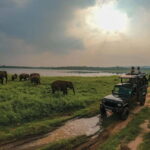 Minneriya: National Park Elephant Safari with Hotel Pickup - Practical Details and What to Bring