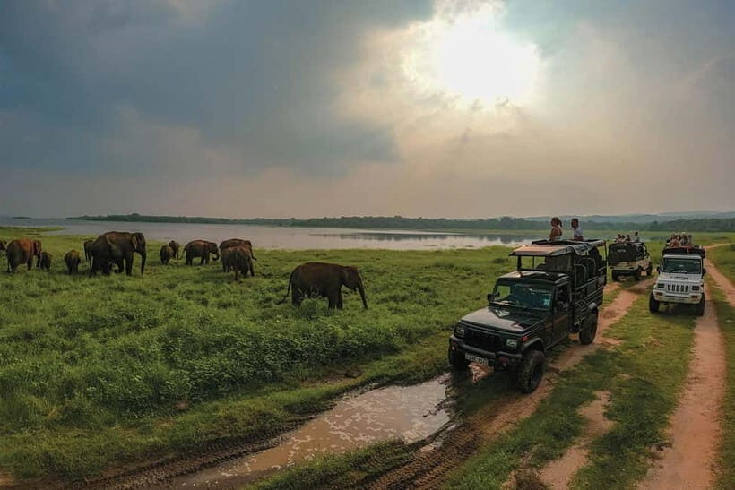 Minneriya: National Park Elephant Safari with Hotel Pickup - Practical Details and What to Bring