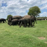 Minneriya National Park: Private 4x4 Jeep Safari - Who Will Enjoy This Safari?