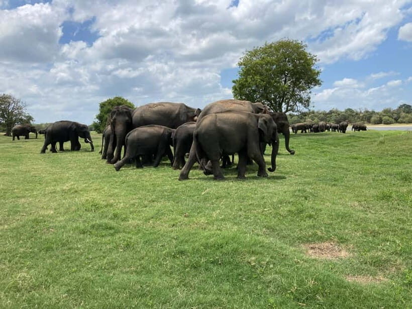 Minneriya National Park: Private 4x4 Jeep Safari - Who Will Enjoy This Safari?