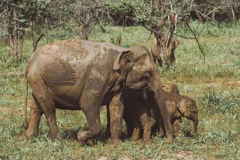 Minneriya National Park Private Luxury Elephant Safari - What to Expect on the Tour