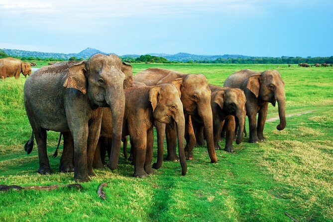 Minneriya National Park Private Safari from Habarana - Additional Practical Details