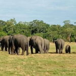 Minneriya National Park Safari - Entrance Fee Included - Is This Tour Right for You?