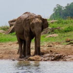 Minneriya National Park Safari from Polonnaruwa - Analyzing the Value and Cost