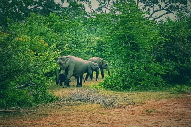 Minneriya National Park Safari | Jeep with Tickets - Why This Tour Offers Great Value
