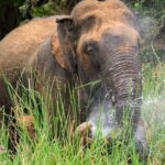 Minneriya Safari Park Private Tour From Habarana/Sigiriya - A Deep Dive into the Minneriya Safari Experience