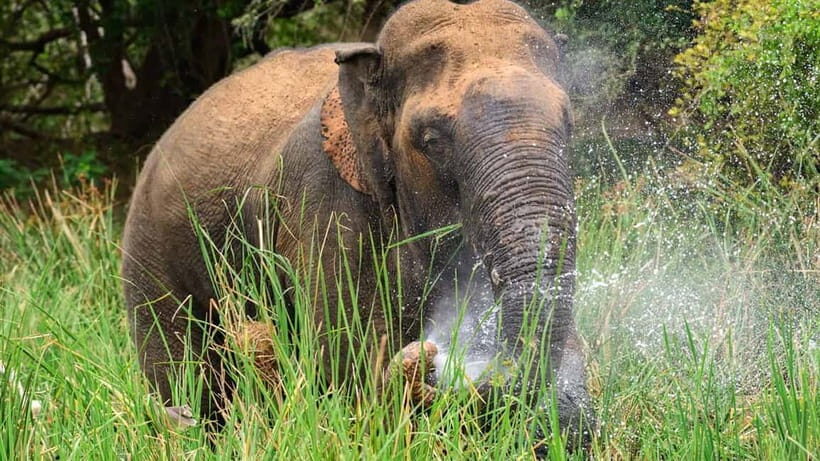 Minneriya Safari Park Private Tour From Habarana/Sigiriya - A Deep Dive into the Minneriya Safari Experience