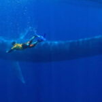 Mirissa: Snorkelling with Whales and Marine Life - Who Will Love This Tour?