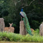 Mirissa, Weligama, Ahangama Transfer to Ella and Udawalawa Safari - Why You’ll Love This Tour