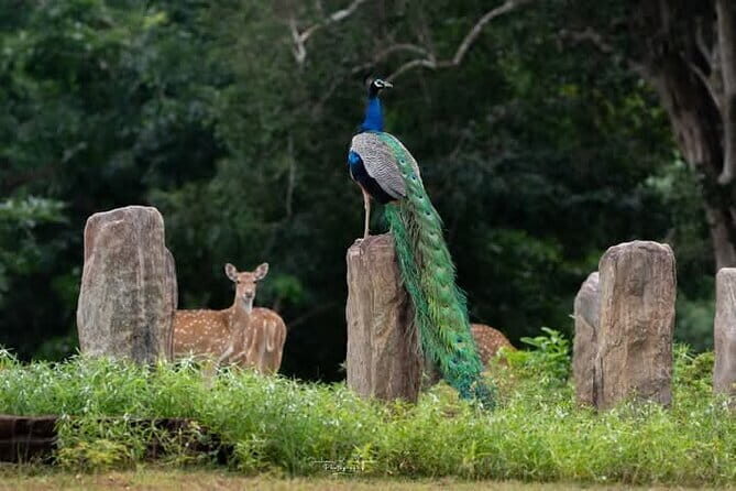 Mirissa, Weligama, Ahangama Transfer to Ella and Udawalawa Safari - Why You’ll Love This Tour