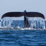 Mirissa: Whale Watching Tour - What to Expect on the Mirissa Whale Watching Tour