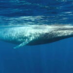 Mirissa Whale Watching-Yala Safari & Galle Fort Night Escape - The Practicalities: What’s Included & What to Know