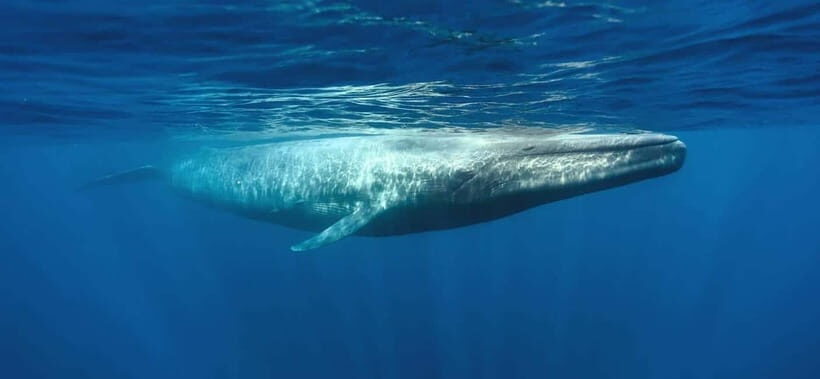 Mirissa Whale Watching-Yala Safari & Galle Fort Night Escape - The Practicalities: What’s Included & What to Know