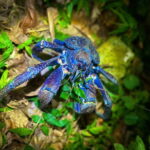 Miyako Island: Stars & Jungle Night Walking Tour - The Sum Up