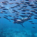 Moalboal: Private Beginner's Canyoning and Sardines & Turtle - Is It Worth the Price?