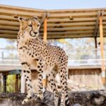 Monarto Safari Park: Cheetah Experience - An In-Depth Look at the Cheetah Experience
