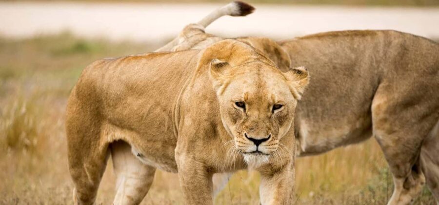 Monarto Safari Park: Keeper for a Day - An Up-Cclose Experience with Wildlife Care