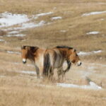 Mongolia: Hustai National Park - Wildlife Watching in the Heart of Mongolia