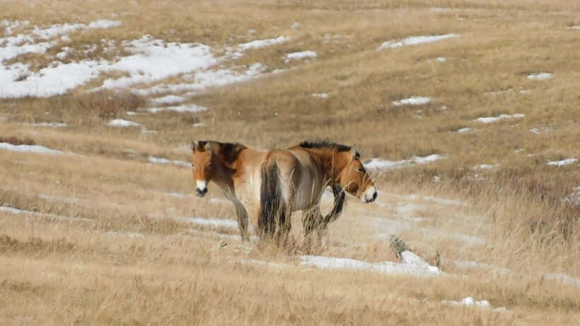 Mongolia: Hustai National Park - Wildlife Watching in the Heart of Mongolia