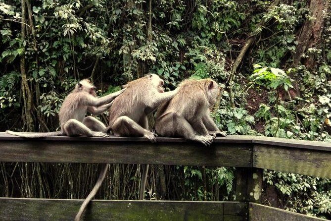 Monkey Forest and Tanah Lot Tour - Practical Considerations