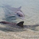 Monkey Mia Dolphins & Shark Bay Air Tour From Perth - The Practicalities