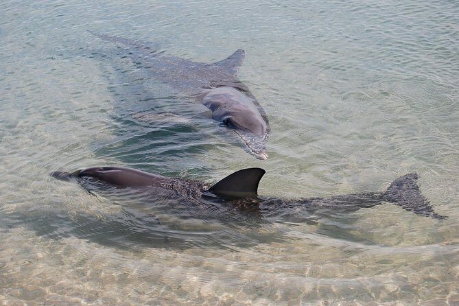 Monkey Mia Dolphins & Shark Bay Air Tour From Perth - The Practicalities