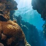 Moore Reef Day Tour with Dive from Cairns - The Experience of a Lifetime for the Right Traveler