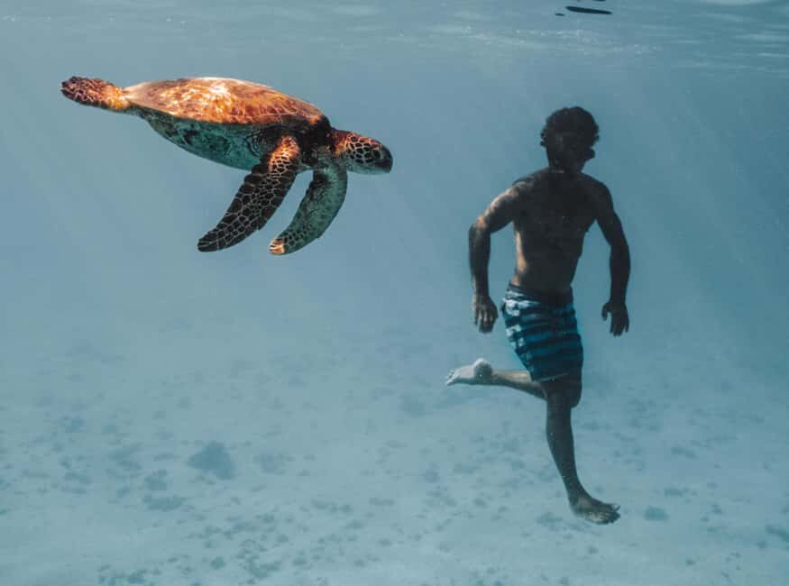 Moorea 4H Shared Boat Tour Whale Swimming and Snorkeling - FAQ